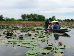 バンコクから日帰り可！蓮の花が美しい「Red Lotus market」 | TRIPPING!